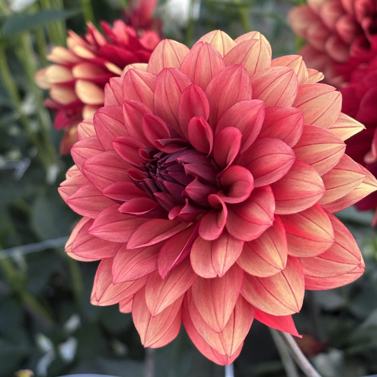 Misses Miley Dahlia – Booker Blooms
