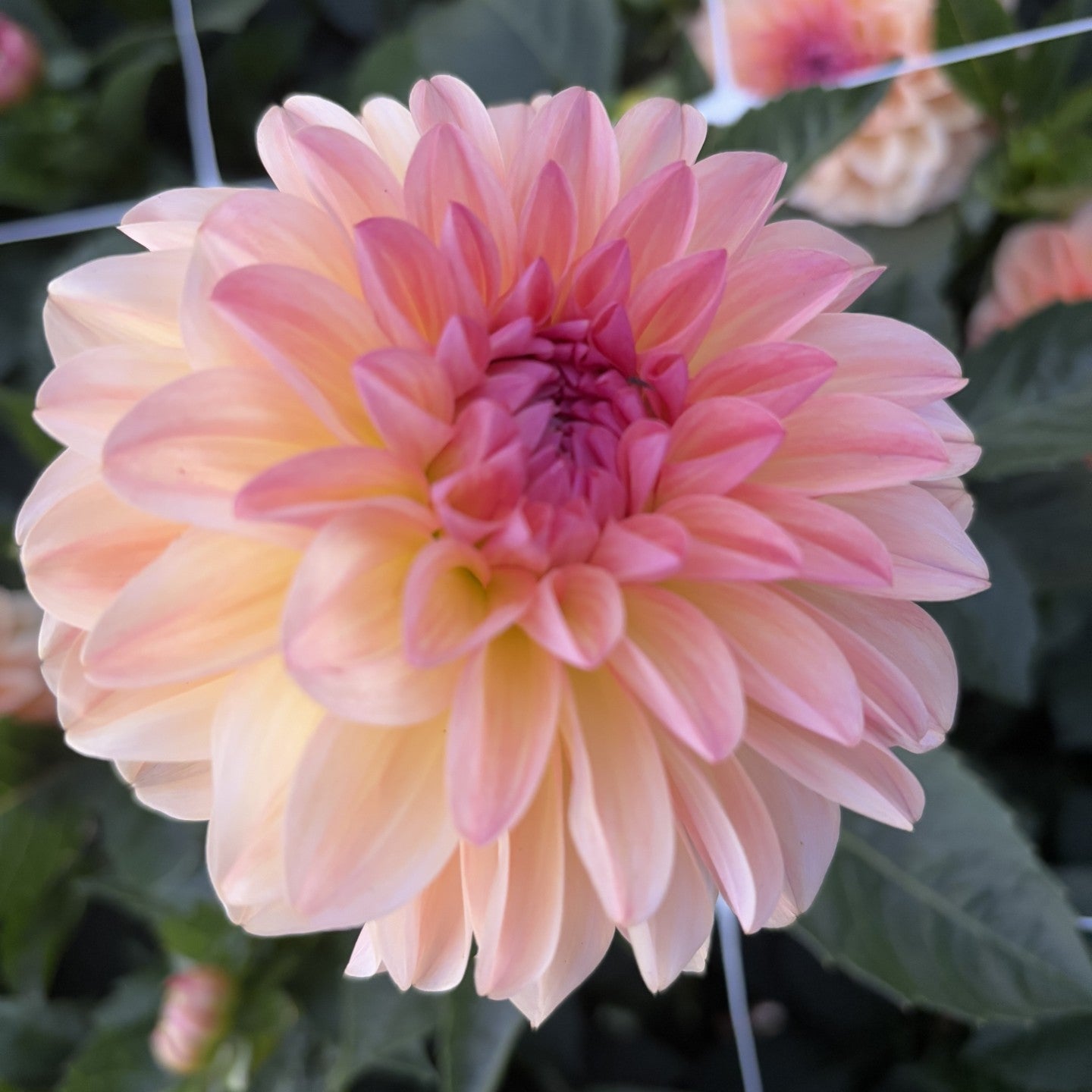 Sebastian Dahlia – Booker Blooms