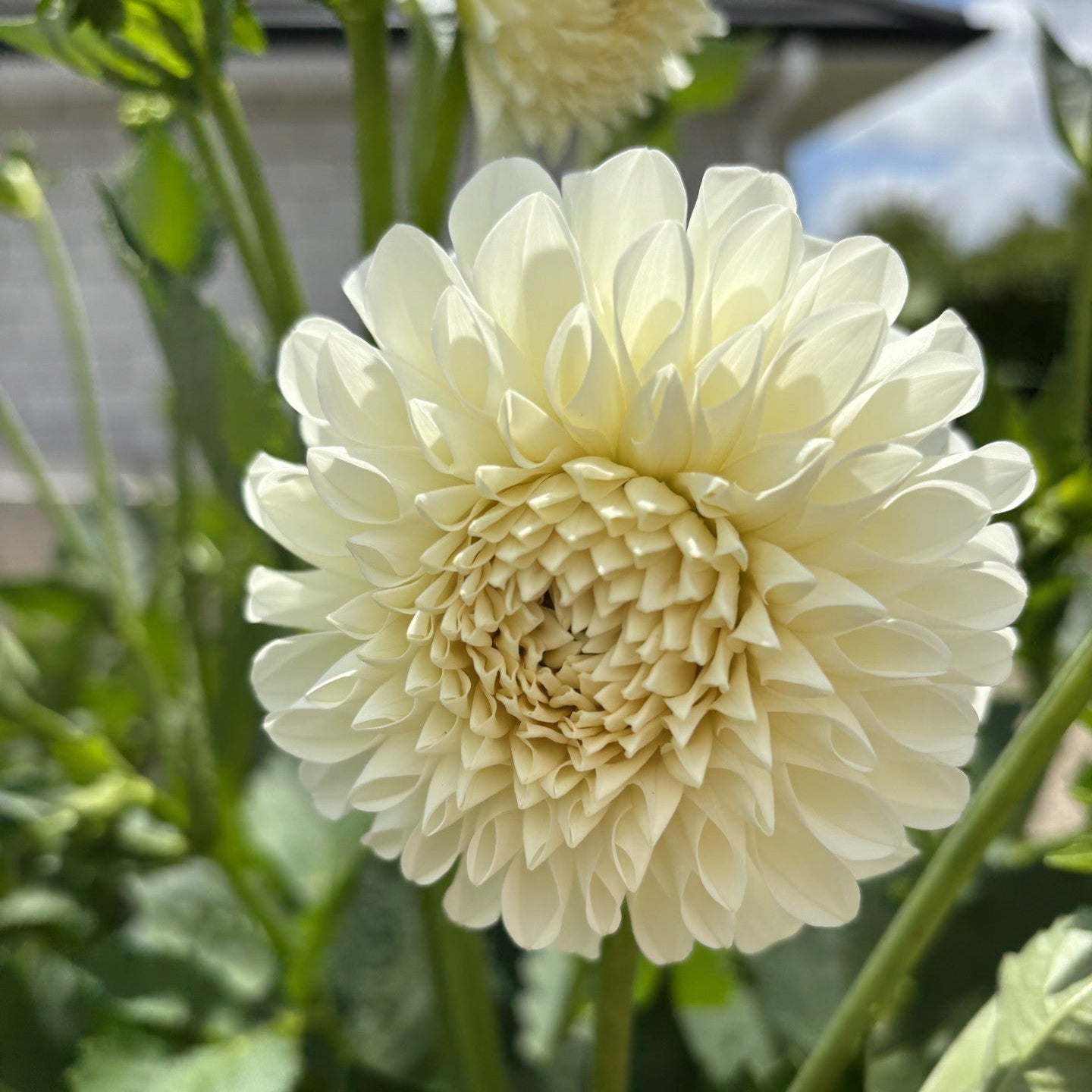 Snowcap Dahlia – Booker Blooms